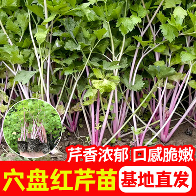 寿光红香芹苗秧带士球高铁