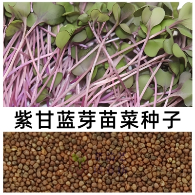 紫甘蓝种子水培芽苗菜发芽率高