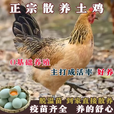一斤半正宗土鸡高产蛋蛋鸡