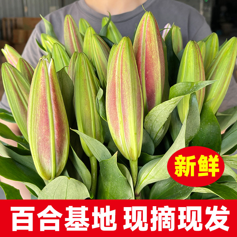 云南百合基地直发新鲜香水百合花水养黄色香百合鲜切花情人节鲜花