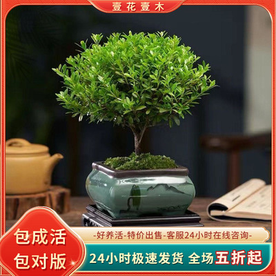 小叶赤楠盆栽禅意茶室展