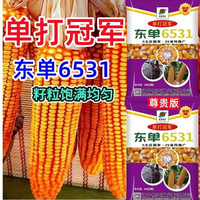 国审正品玉米种子东单6531农科院矮杆大棒抗病抗倒原装优质黄金粮