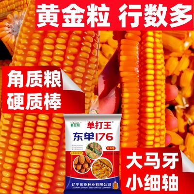 高产玉米种子东单176大马牙玉米种矮杆大棒抗病抗倒抗旱耐涝春播