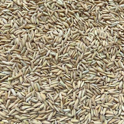 农家自种稻谷水稻谷子稻子喂鸟鸡鸭鸽子鹅吃带壳稻谷5斤包邮