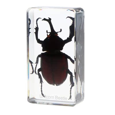Insect Specimen Paperweight Collection Gift - Rhinoceros Bee