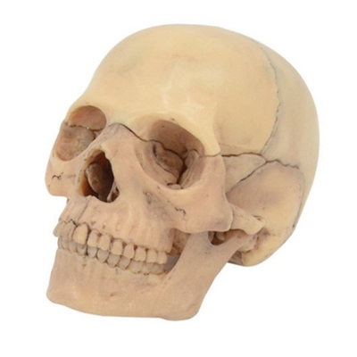 4D Disassembled Skull Anatomical Model Detachable Teaching T