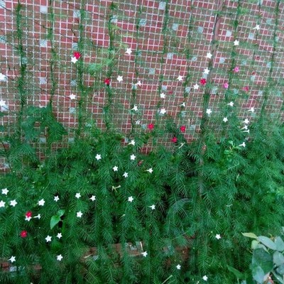 Nylon Trellis Net Garden Fence Mesh Plant Climbing Frame Gar