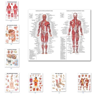 Muscular System Posters Silk Cloth Anatomy Chart Human Body