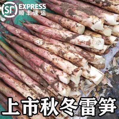 【顺丰包邮】新鲜现挖雷竹笋时令蔬菜农家菜笋尖客家竹笋新鲜焖笋