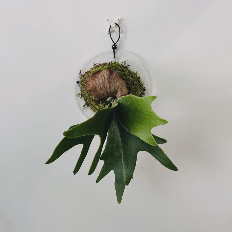 蕨板植二植物岐鹿角悬挂蕨类观叶植物鹿角蕨垂吊植物懒人苔藓挂板