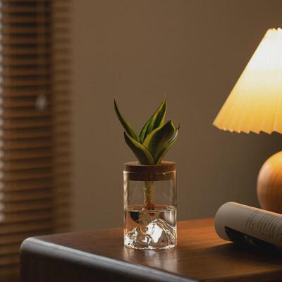 水培植物小盆栽办公室内桌面茶几绿植春羽红净化空气水养直销直销