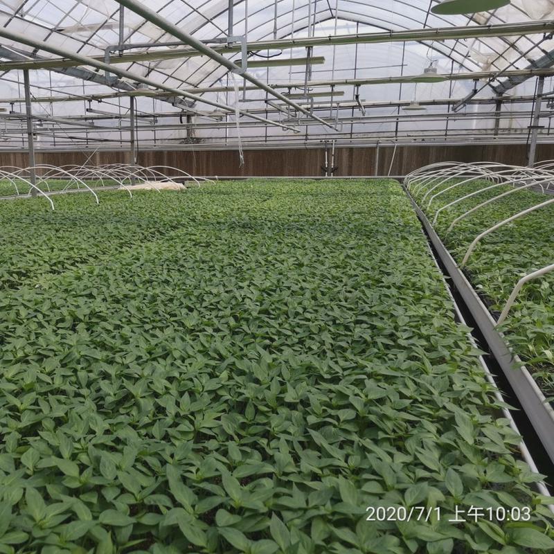 通用型蔬菜多肉草莓树莓蓝莓养花种菜育苗绿化栽培基质营养土