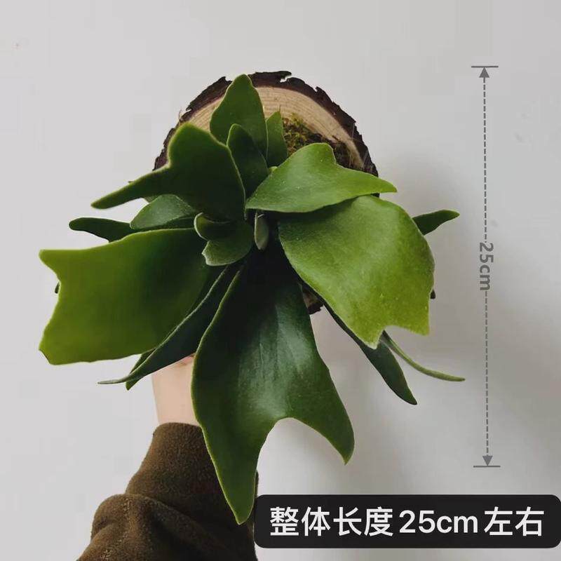 悬挂板植二岐植物鹿角蕨蕨类观叶植物鹿角蕨垂吊植物懒人苔藓挂板