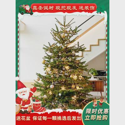 真的圣诞树真树活的新款圣诞树盆栽大型小型2024云杉圣诞树诺贝松