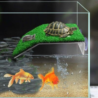Turtle Platform Rest Tortoise Climbing Ladder Drying