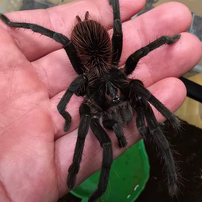 亚马逊低地库卡雷神钢铁蓝Pamphobeteus sp. Coca蜘蛛
