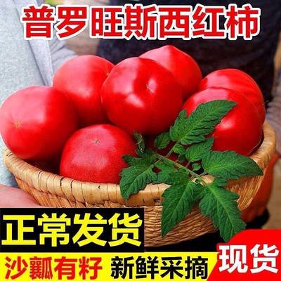 普罗旺斯西红柿新鲜自然