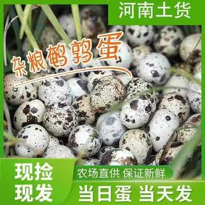 当日生鲜鹌鹑蛋新鲜鹌鹑蛋100枚现捡现发农家土货鹌鹑蛋整箱