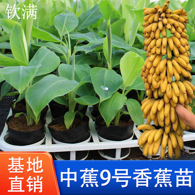 香蕉苗树苗矮化蕉威廉斯B6高产中蕉9号香蕉南方果树苗带土带叶