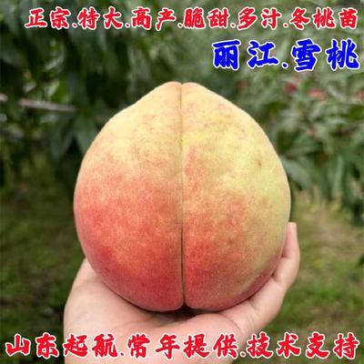 冬雪蜜桃树苗嫁接晚熟当年结果苗