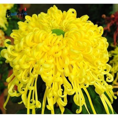 九月菊金丝牡丹可食用阳台