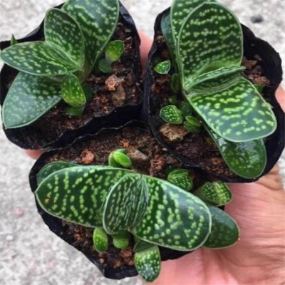 子宝群生多肉植物好养活头