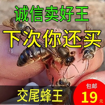 中蜂蜜蜂王种王纯种高产优质土蜂交尾新开产卵王阿坝广西处女王