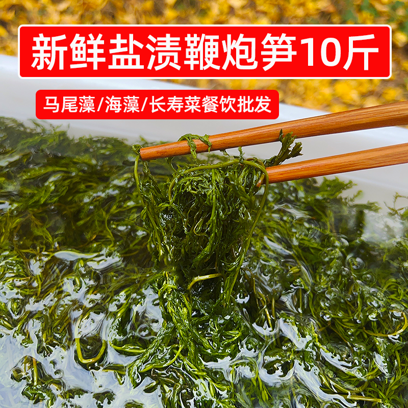 新鲜盐渍鞭炮笋10斤批发马尾藻海草长寿菜龙须菜海藻凉拌商用食材