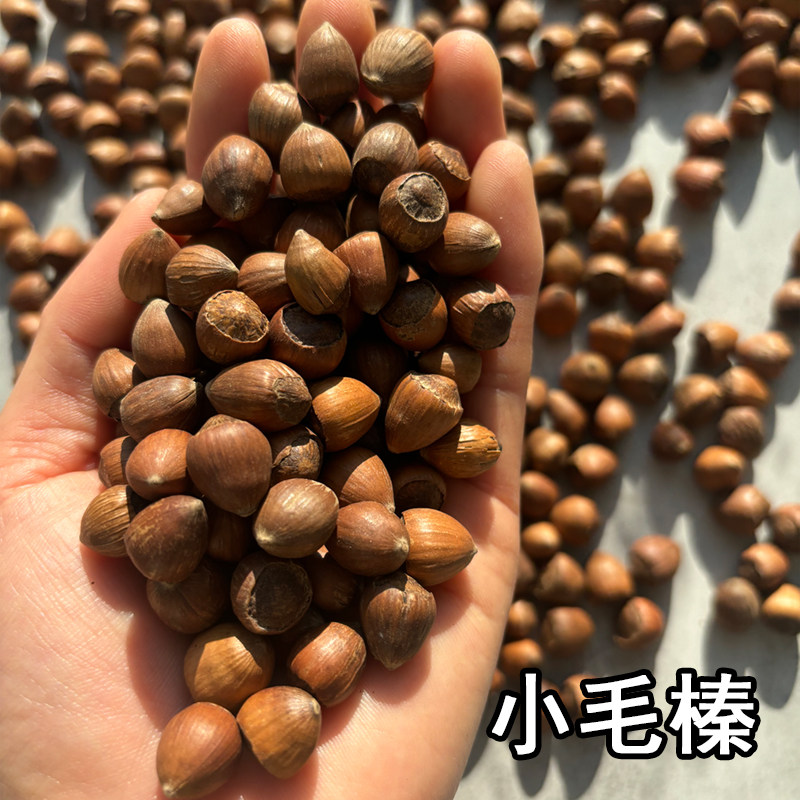 特产小毛榛子小榛子500g笨炒孕妇零食坚果袋装