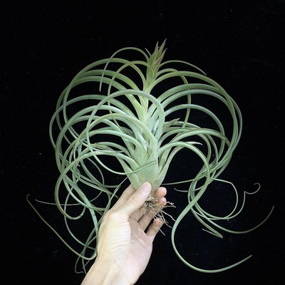 空气凤梨品种 晚霞 形状妖艳易发色阳台室内植物办公桌绿植