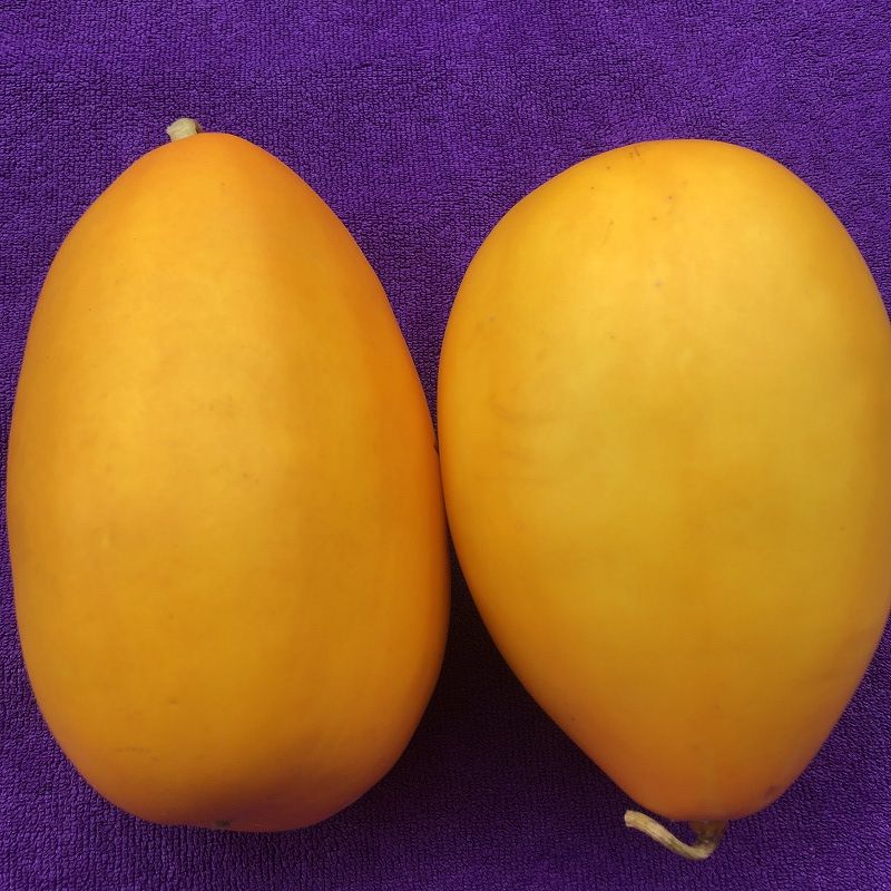 湖北恩施天美头茬当季新鲜瓜水果香瓜脆瓜蜜瓜大果宣恩蒙瓜