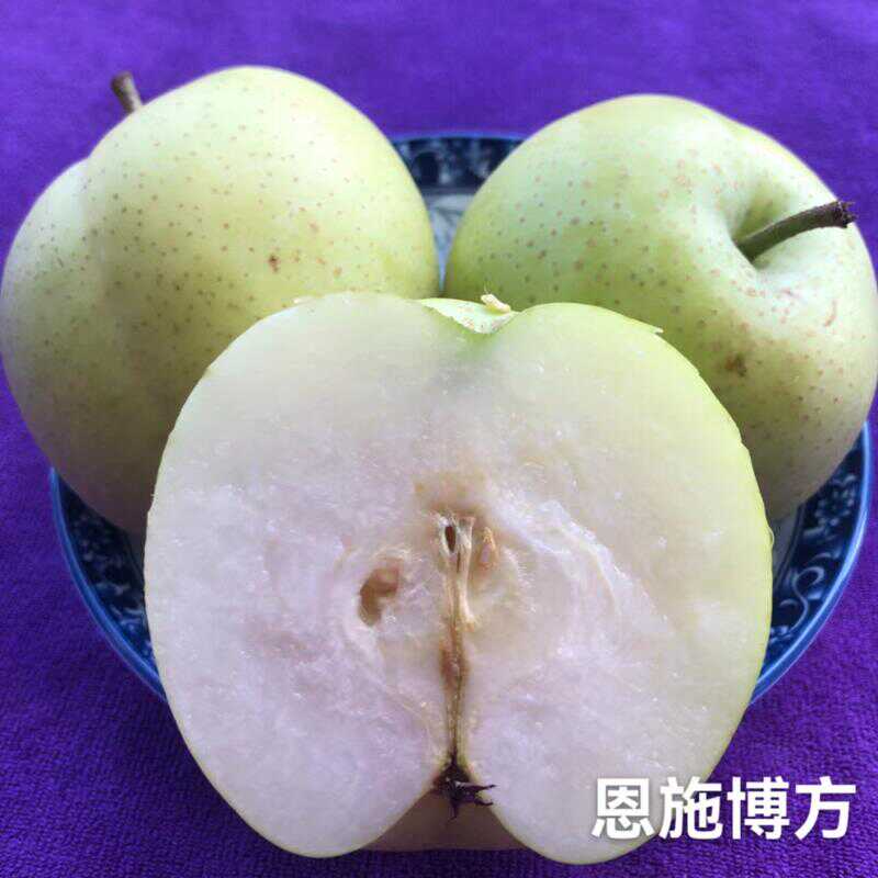 湖北恩施黄金梨当季新鲜水果青皮梨子脆甜可口正宗宣恩黄坪黄金梨