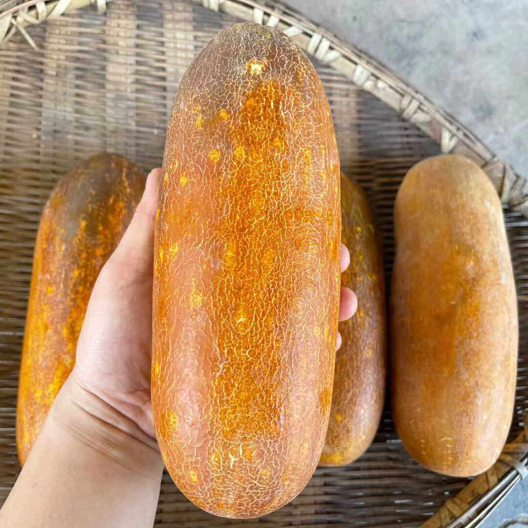 当季现摘宣恩麻皮老黄瓜种农家新鲜本地蔬菜炖汤凉菜开胃酸黄瓜