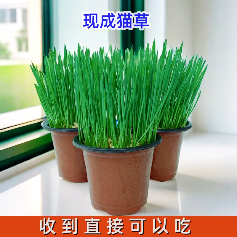 四季猫草已长好盆栽已种好小麦种子水培化毛球片幼猫咪零食去毛球