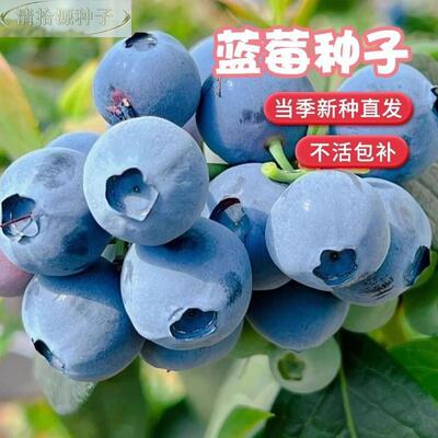 新采莓选 果树种子蓝树粒种子优越橘蓝莓种子 兔眼蓝莓种 子 30装