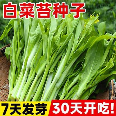 白菜苔种子阳台庭院海藻水培种菜盆栽早熟四季春夏秋播种冬菜种籽
