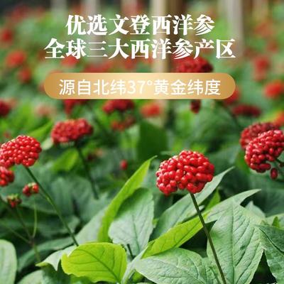 正山西洋参饮VCE浓缩液原浆东文登杨静静宗口服液品官方店正品