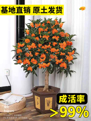 桂花树苗大盆栽四季卉阳台