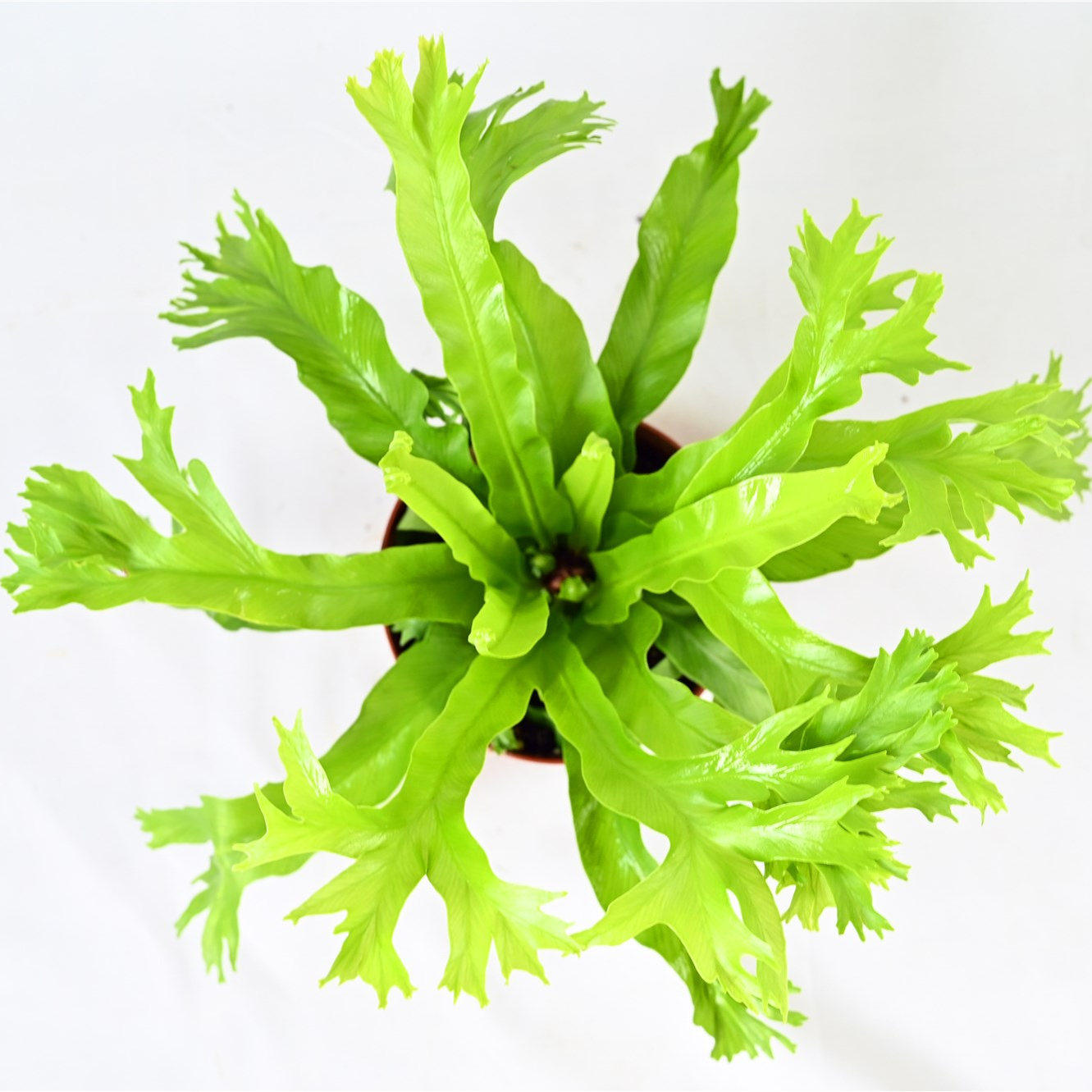 鹿角鸟巢蕨好养耐寒植物耐热室内桌面绿植栽净化空气 超划算