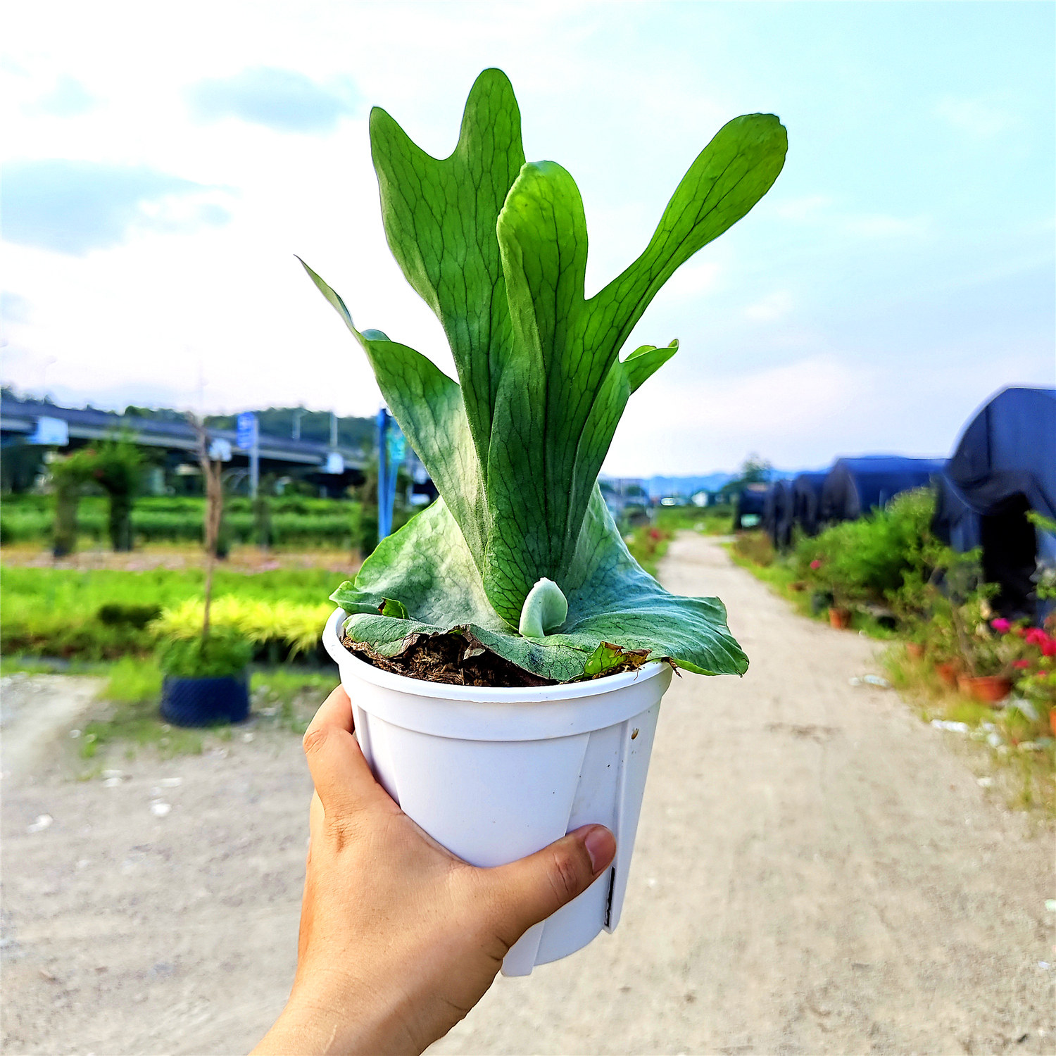 女王鹿角蕨热带雨林植物壁挂耐阴喜湿蕨类室内粗生好养绿植盆栽