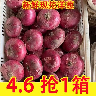 新鲜紫皮大洋葱装新圆葱
