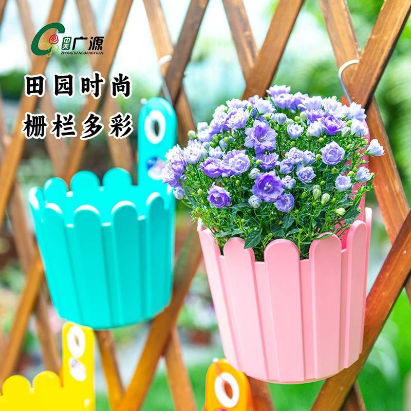 挂壁花盆单耳树脂塑料创意水培绿萝装饰挂件阳台墙壁花篮中天广源