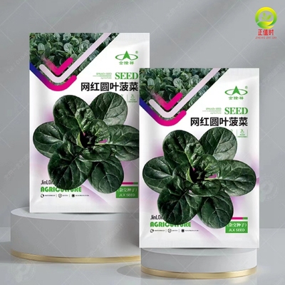 农家趴地菠菜种子耐寒越冬大叶