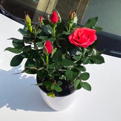 苗圃拆迁多色玫瑰月季花苗花浓香型庭院四季爬藤植物盆栽阳台玫瑰