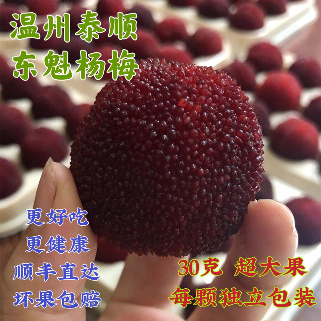 正宗温州泰顺东魁杨梅大果每颗约30克独立包装现摘现发顺丰包邮