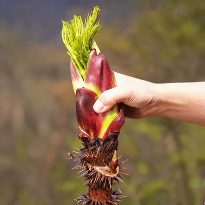 正宗云南红刺老芽苗红刺嫩芽树苗现挖现发红刺龙芽苗红刺老包苗
