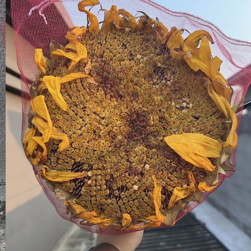 油葵防虫防鸟专用网套向日葵农用透气网罩防鸟用品