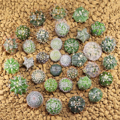 实生小苗仙人球小盆栽新手组合迷你仙人球玉翁开花绯花玉多肉植物