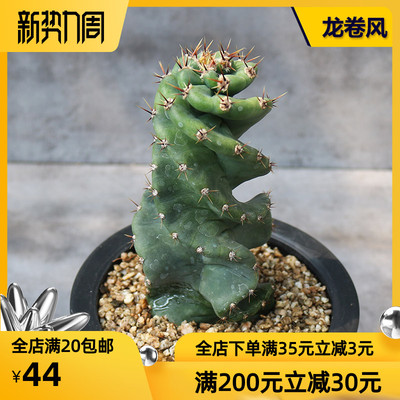 龙卷风仙人柱稀有大型开花仙人掌仙人球多肉植物庭院露养观赏盆栽