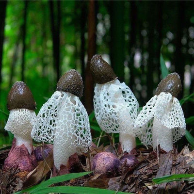 喷水就活，反复出菌，送种植说明